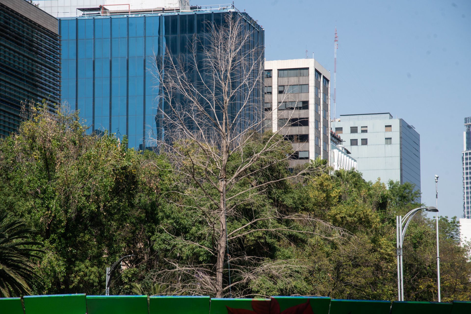 Reubican el ahuehuete de Paseo de la Reforma en CDMX • Once Noticias