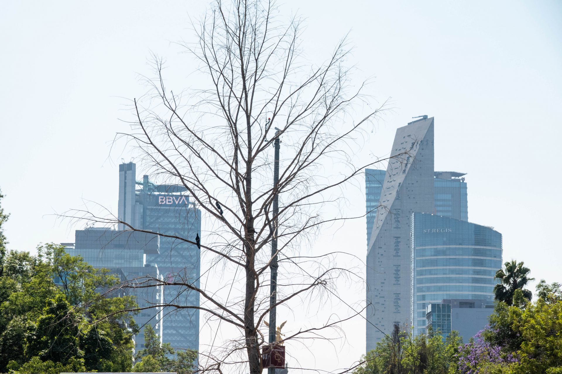 Gobierno capitalino sustituirá el ahuehuete de Reforma • Once Noticias