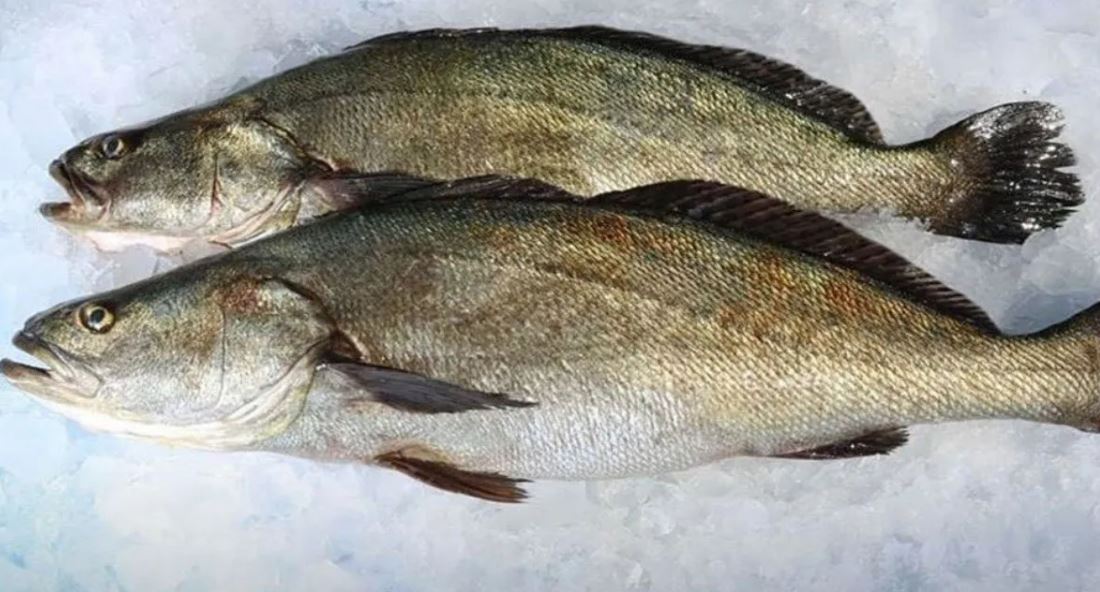 México va contra tráfico de totoaba para salvar a vaquita marina • Once ...