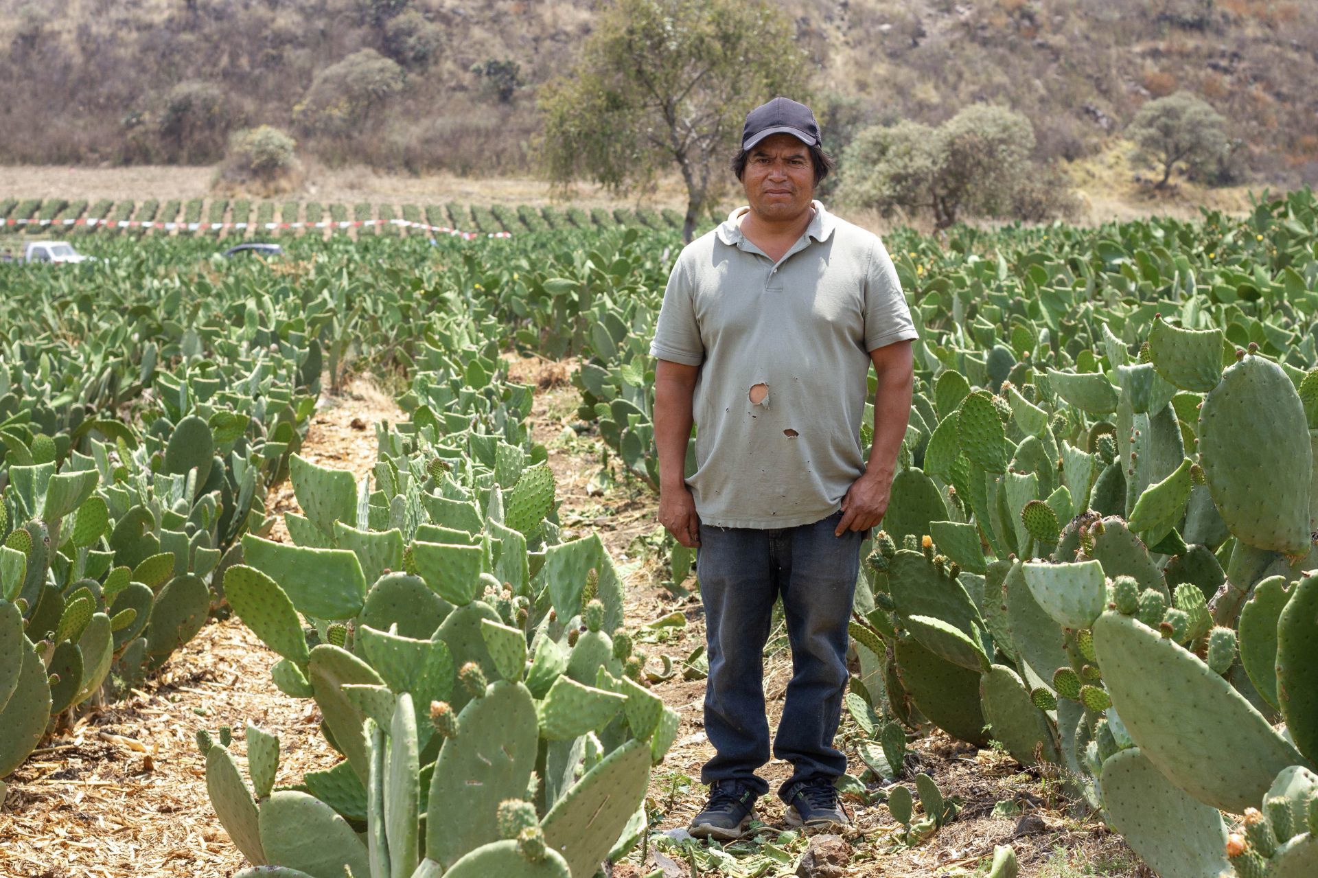 Mejoran producción de nopal en Milpa Alta • Once Noticias