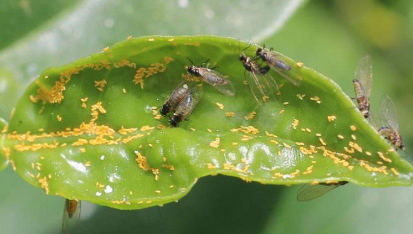 NL crea primer laboratorio de Biología Molecular para combatir plaga ...